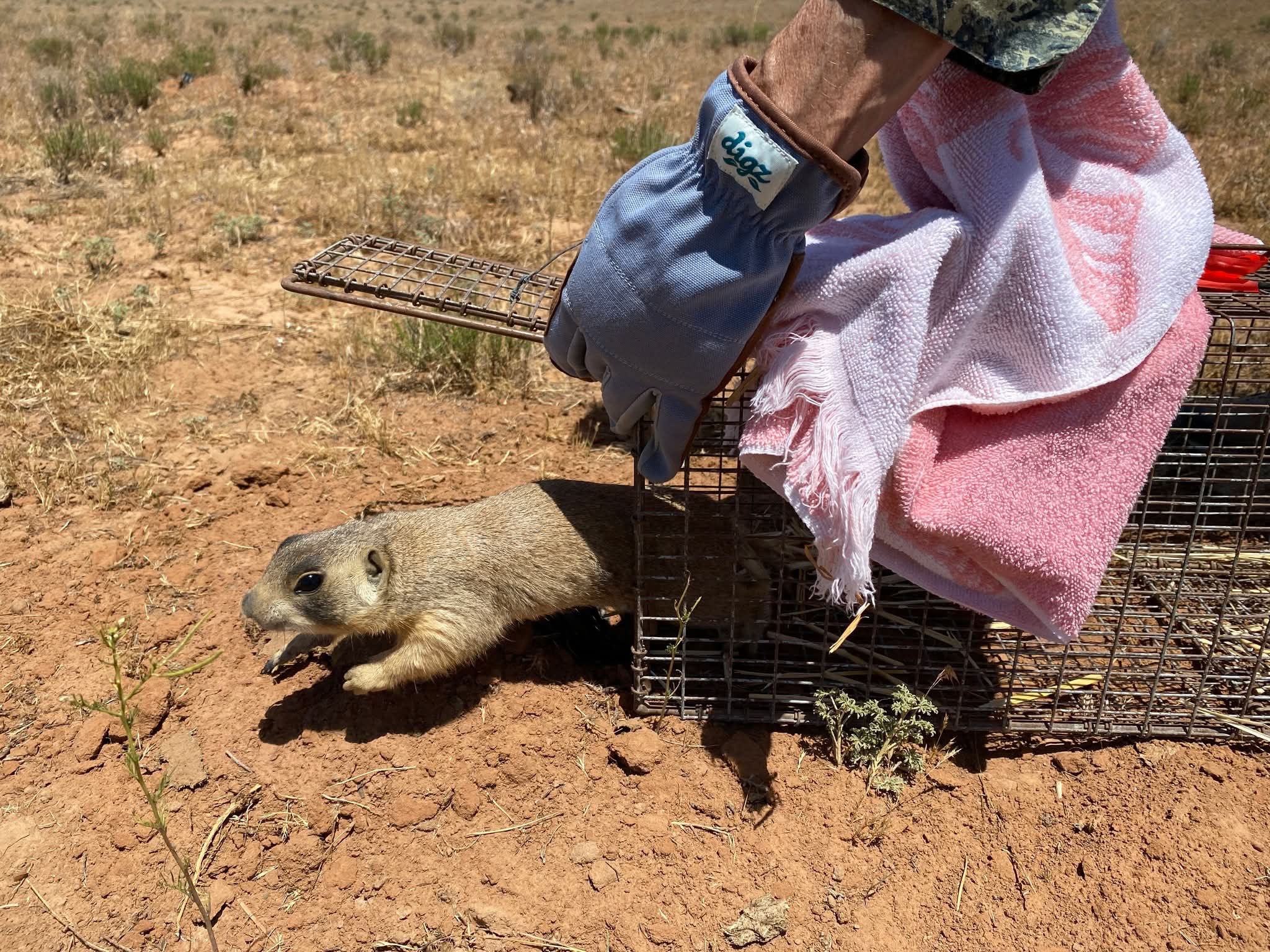 The plight of the Western Slope prairie dog – The Revolutionist